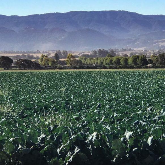 Guide to cycling Happy Canyon and Ballard Canyon - Epic Road Rides