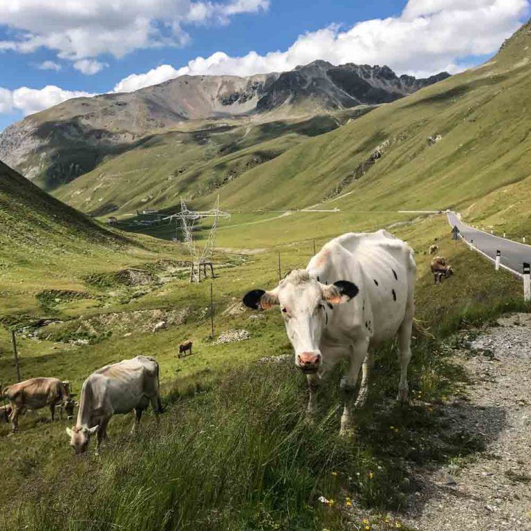 Passo dello Stelvio cycling: what cyclists need to know