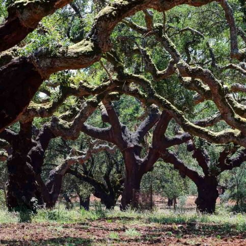 Portugal's N2 cycle route: things to know (tips, GPS, maps + more)!