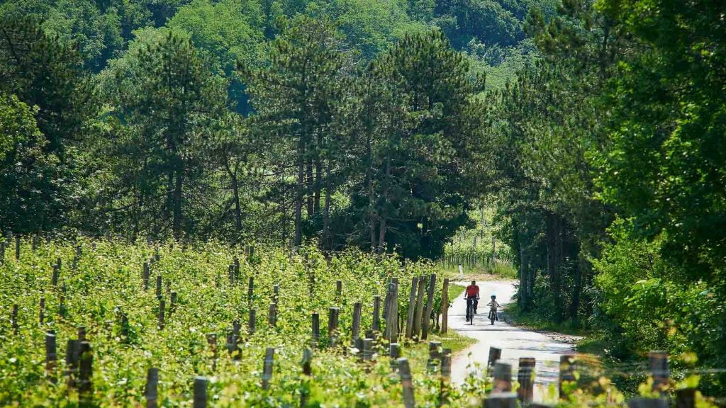 Cycling Slovenia's Vipava Valley: info, routes, GPS + more